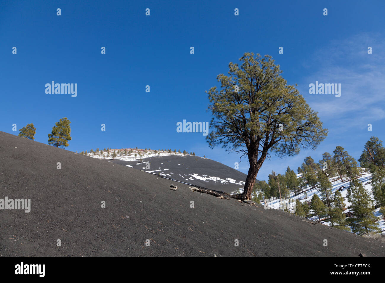 Pine trees at Sunset Crater in Arizona Stock Photo - Alamy