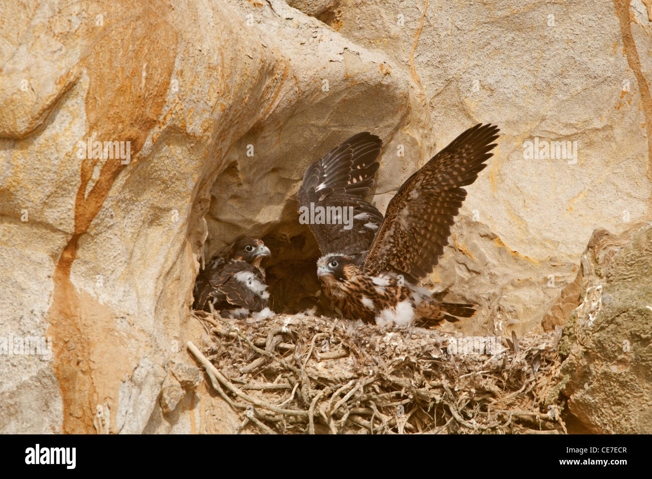 Peregrine falcon feeding there young hi-res stock photography and ...