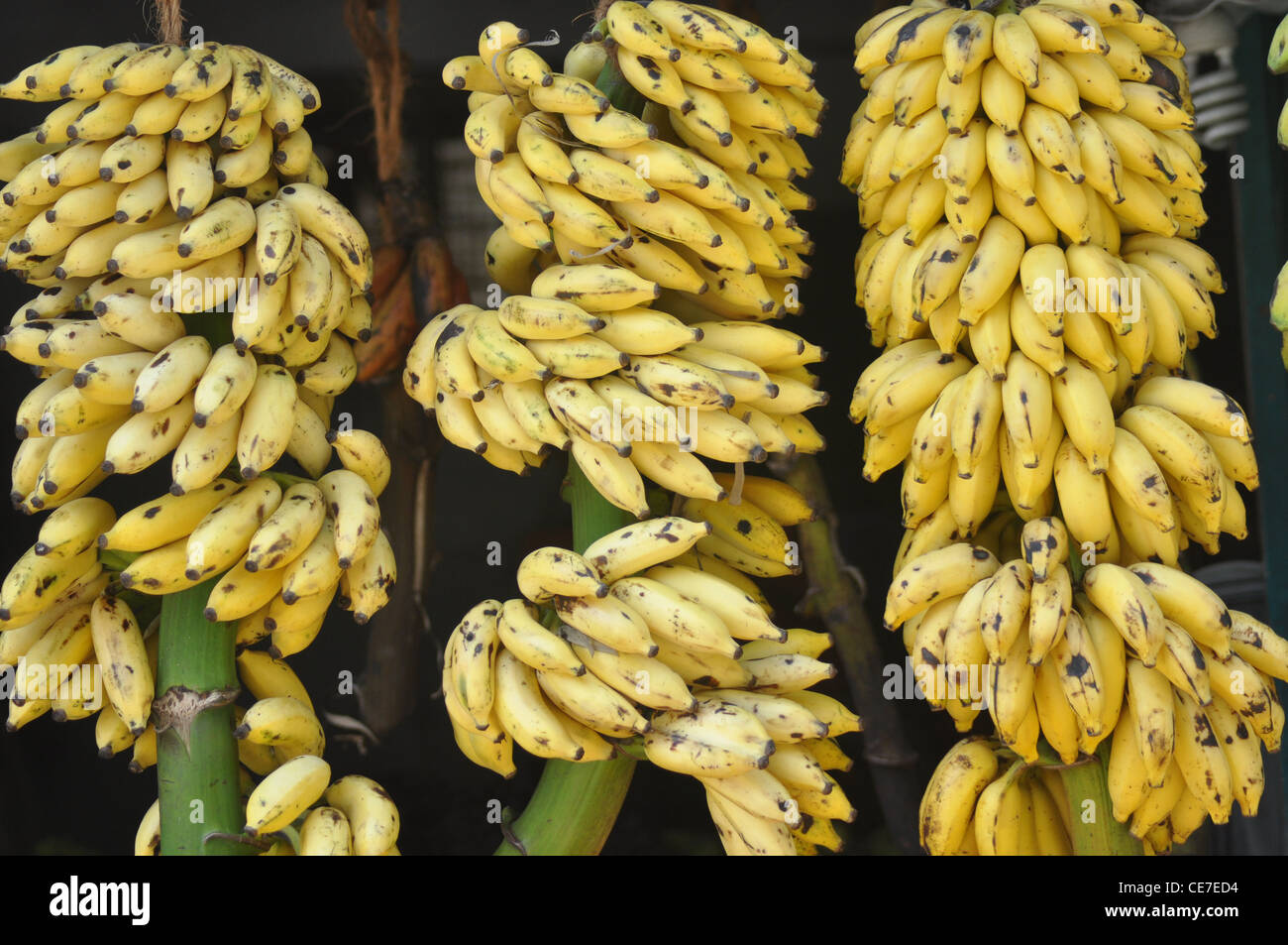 Types Of Plantains