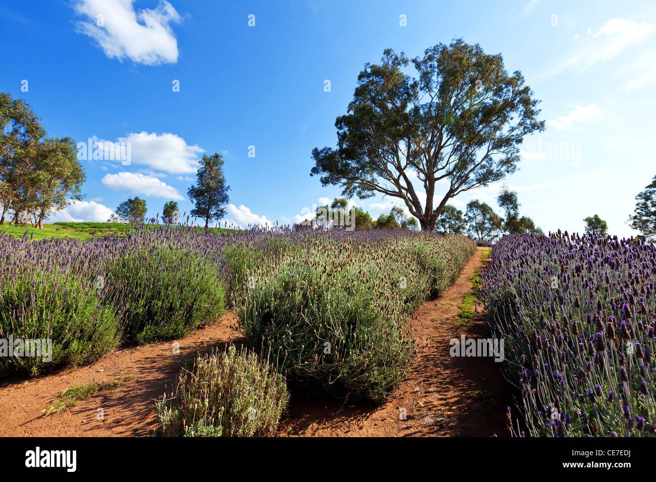 Lyndoch Lavender Farm Stock Photo - Alamy