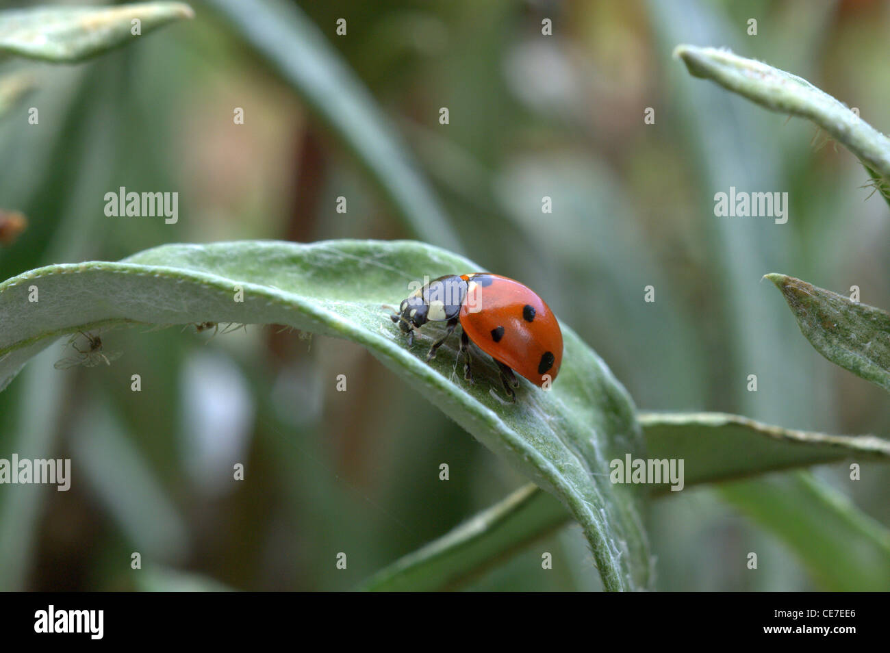 A ladybug on a plant leaf Stock Photo - Alamy