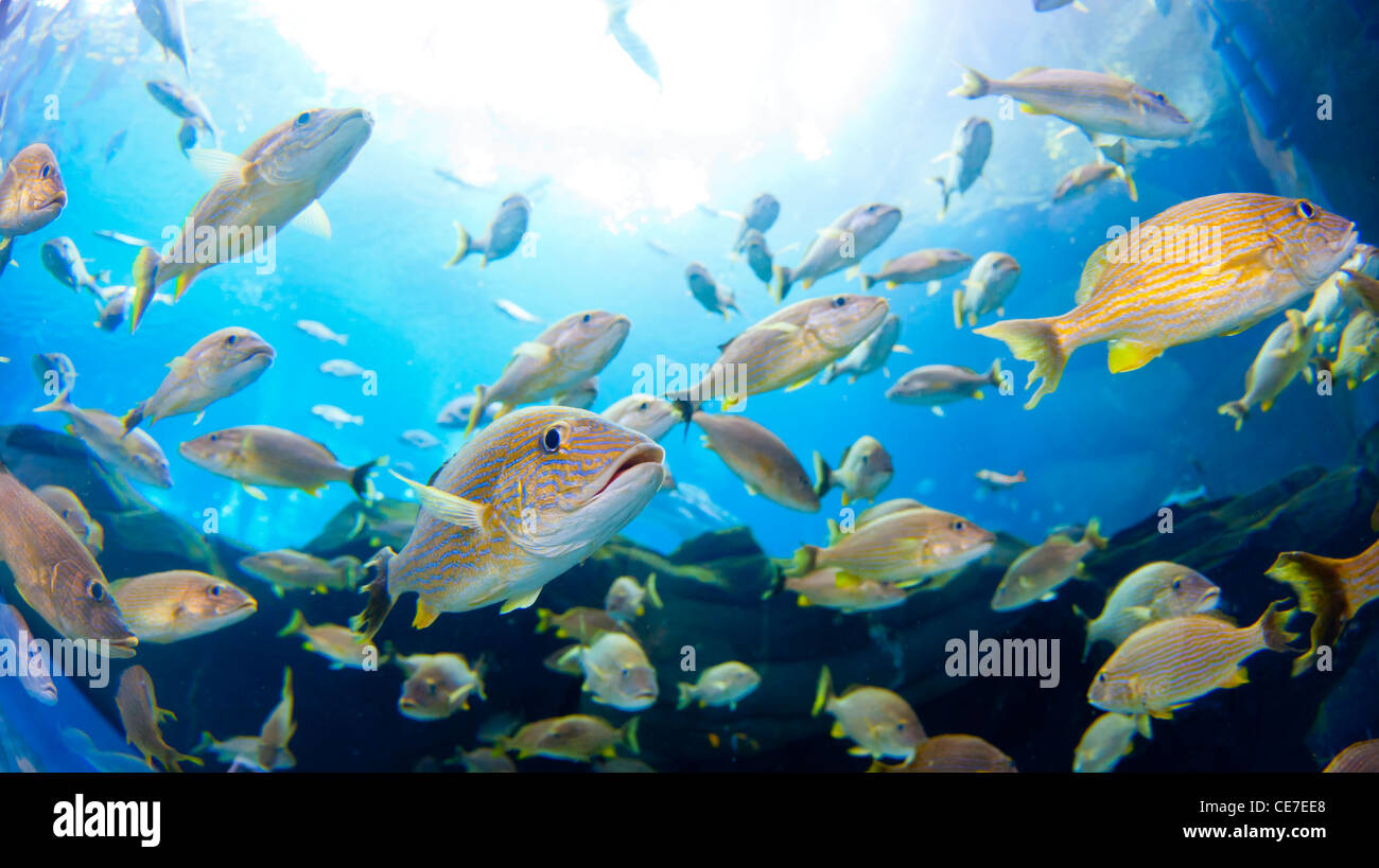School of fish Stock Photo - Alamy