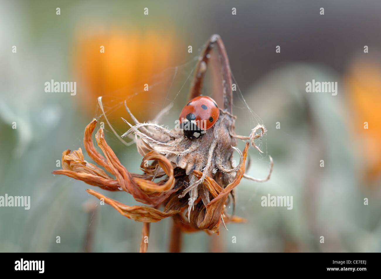 A ladybug that appears to be resting/sleeping on a colorful dried out ...