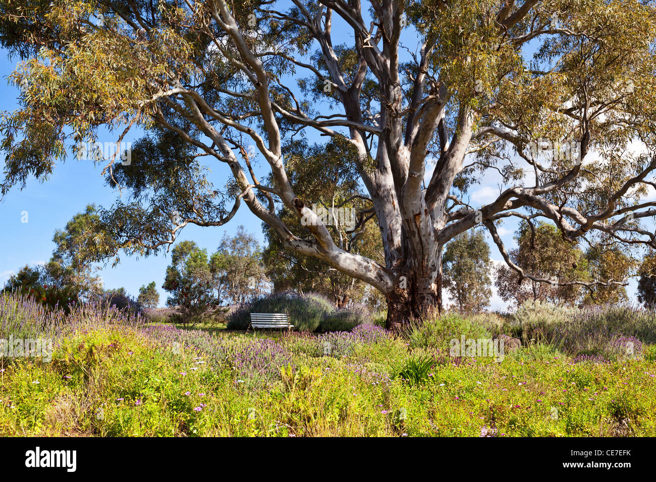 Lyndoch Lavender Farm Stock Photo - Alamy