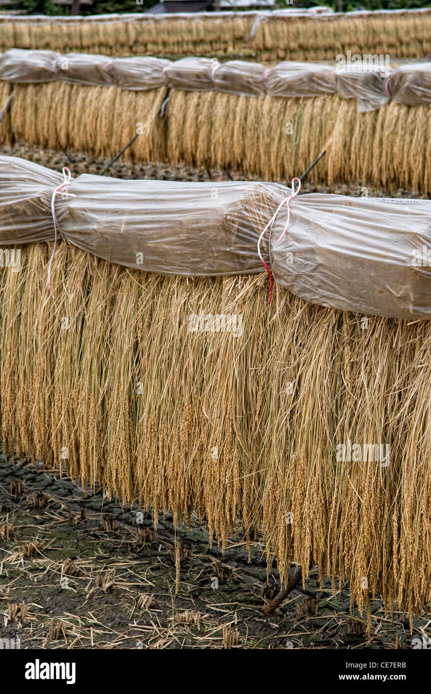 Sheaves of recently harvested rice hanging to dry Takayama Japan Stock ...