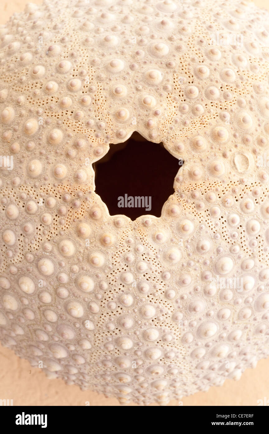 Shell Hole High Resolution Stock Photography and Images - Alamy