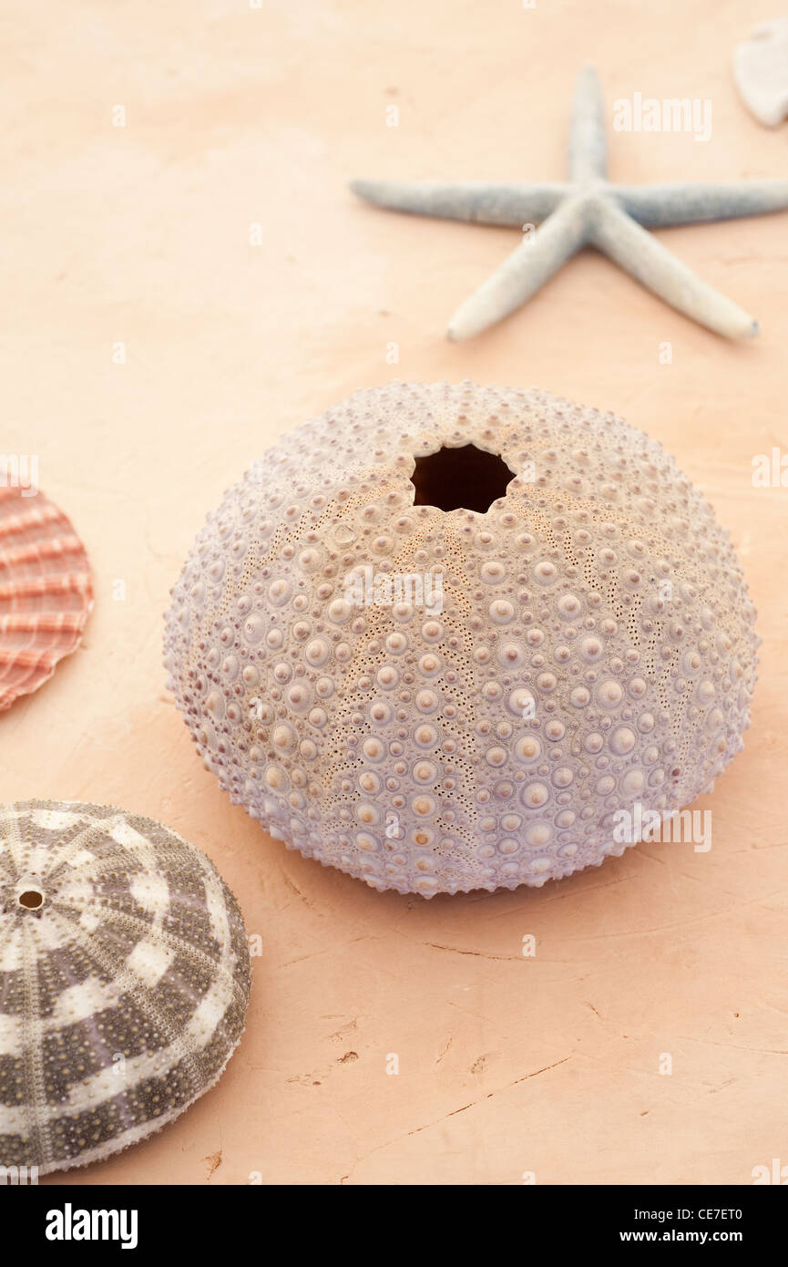 Seashell shapes hi-res stock photography and images - Alamy