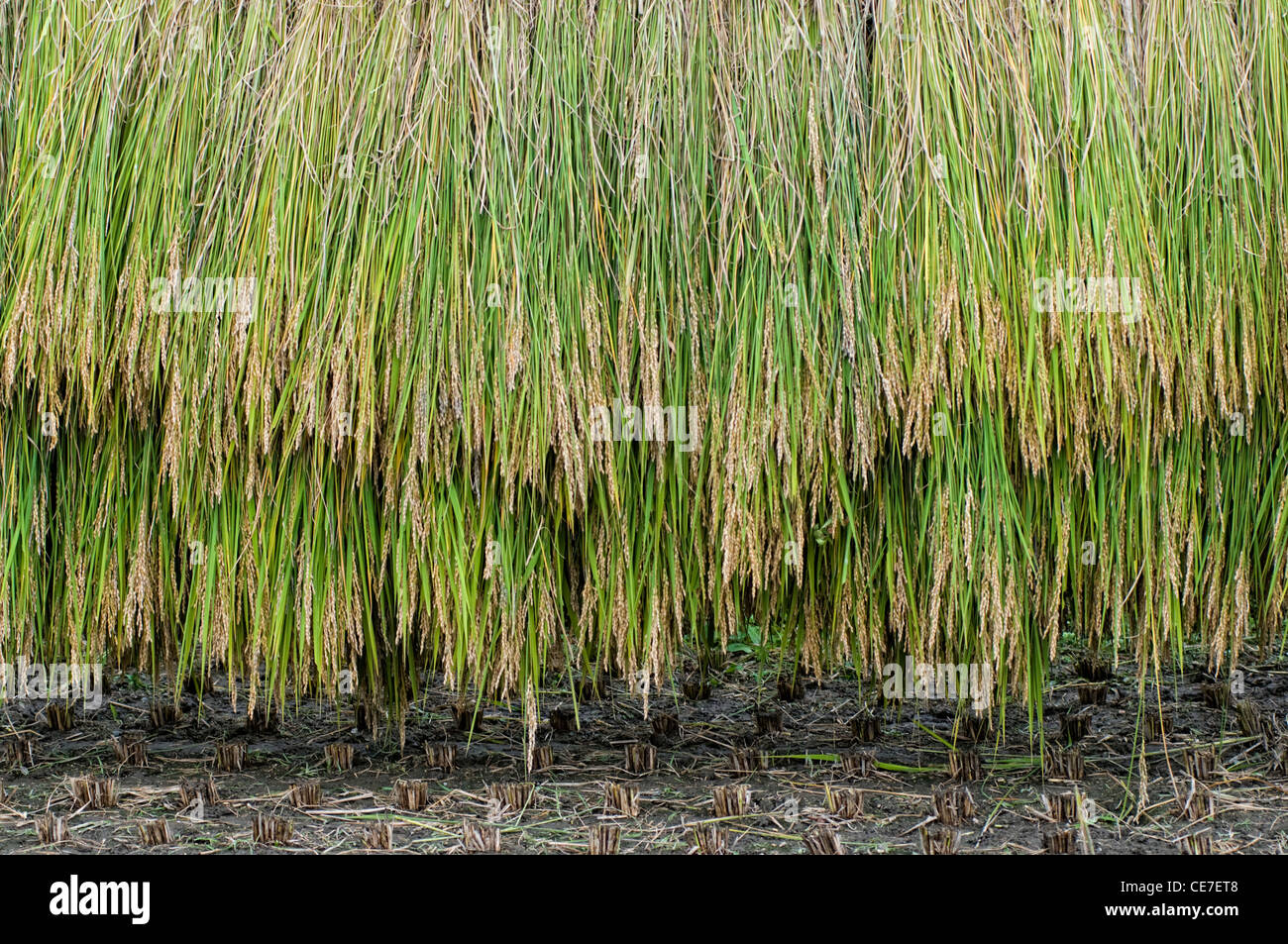 Sheaves of rice hi-res stock photography and images - Alamy