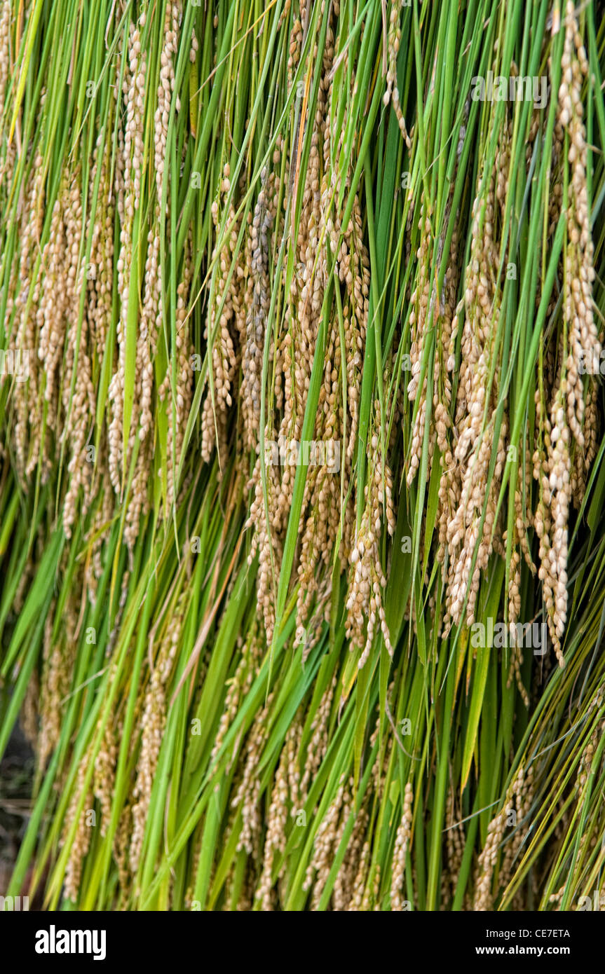Rice sheaves hi-res stock photography and images - Alamy