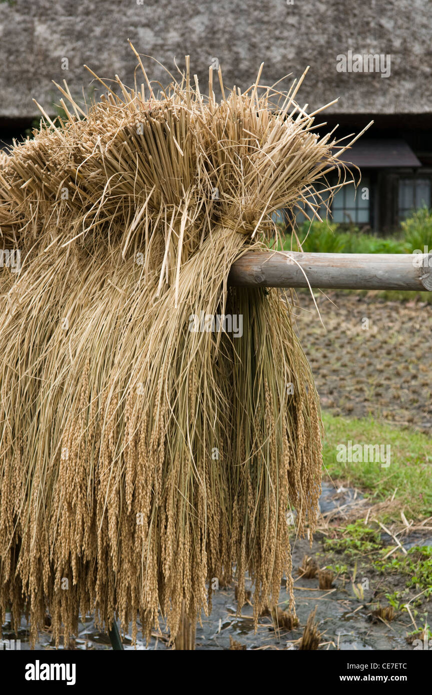 Sheaves of recently harvested rice hanging to dry Takayama Japan Stock ...