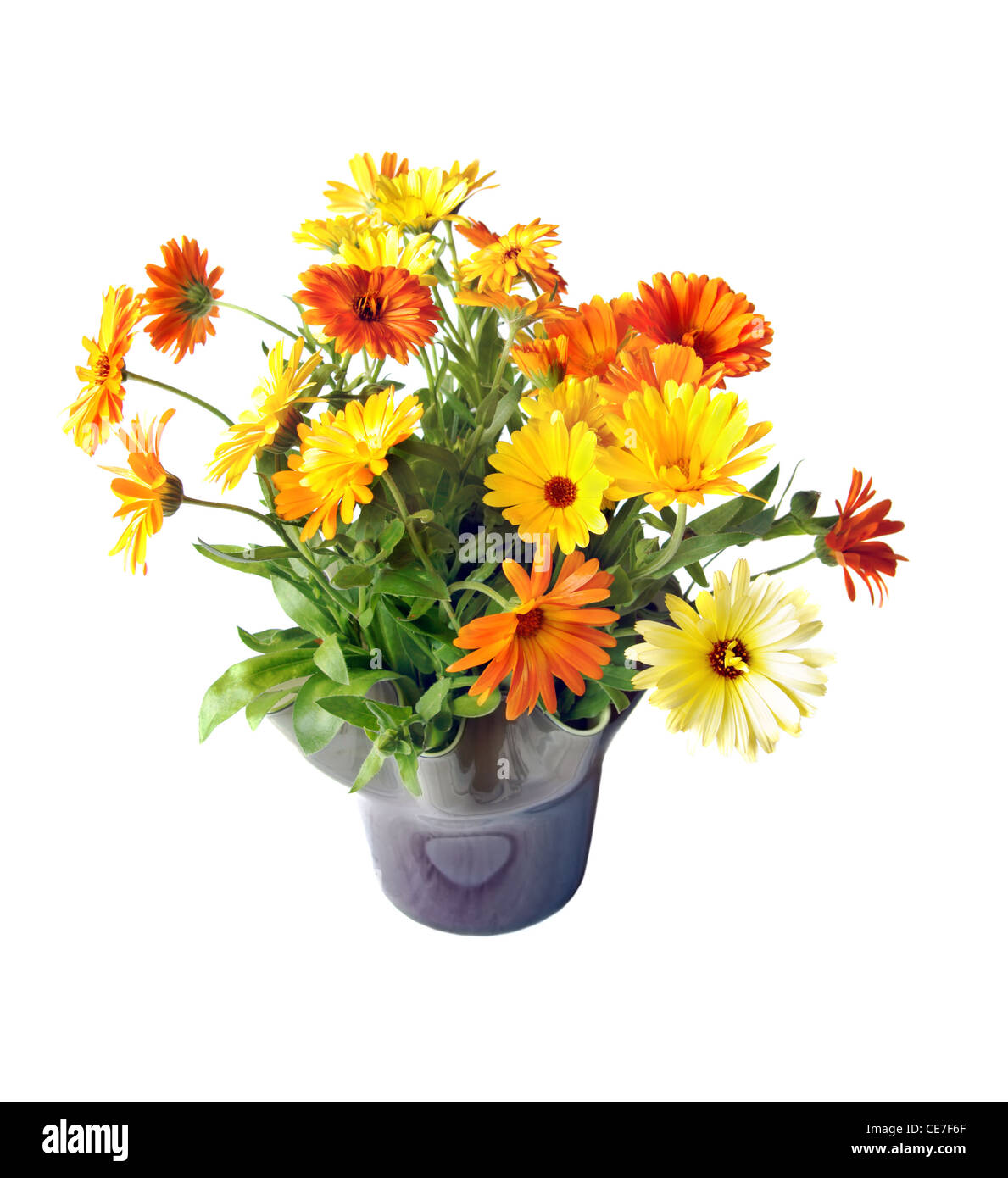 Fresh cut Pot Marigold (Calendula officinalis) arranged in a vase Stock ...