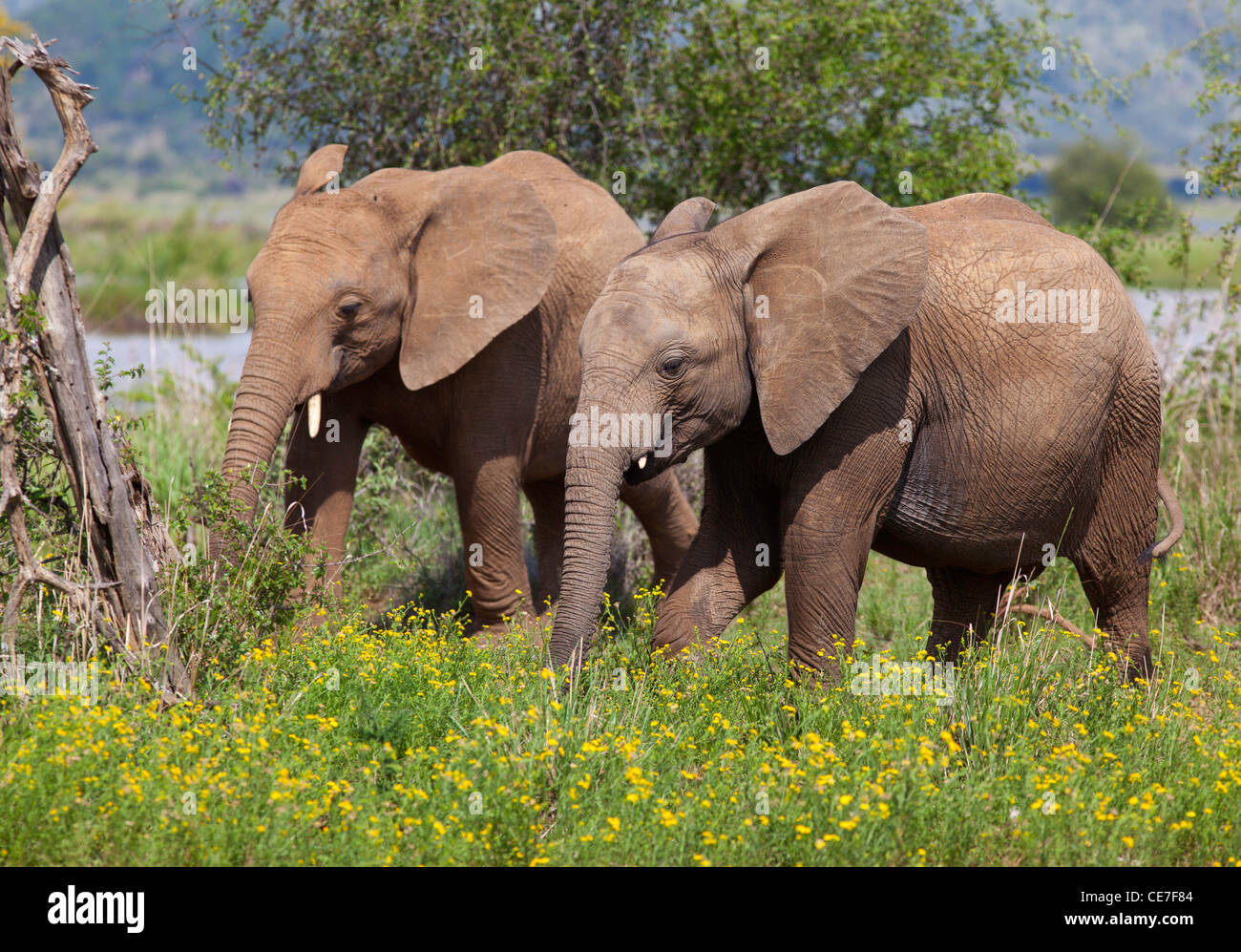 elephant young duo Stock Photo - Alamy