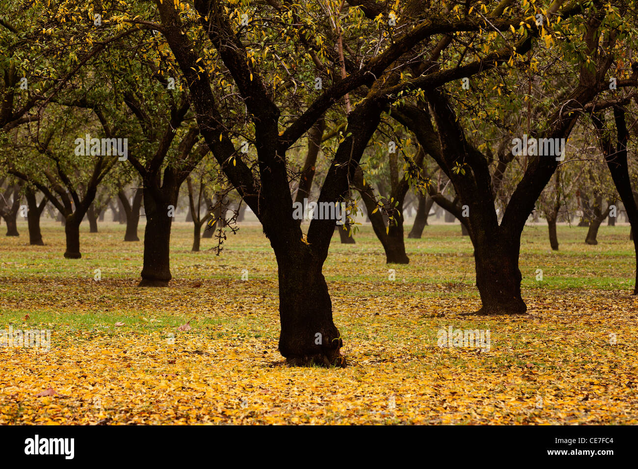 Almond orchard hi-res stock photography and images - Alamy