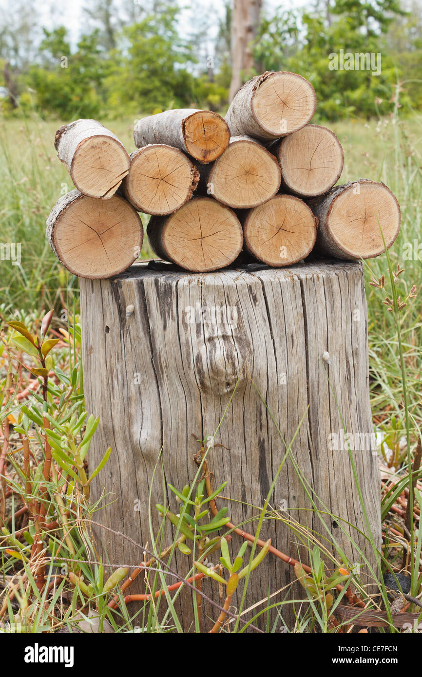 Stumpy tree hi-res stock photography and images - Alamy