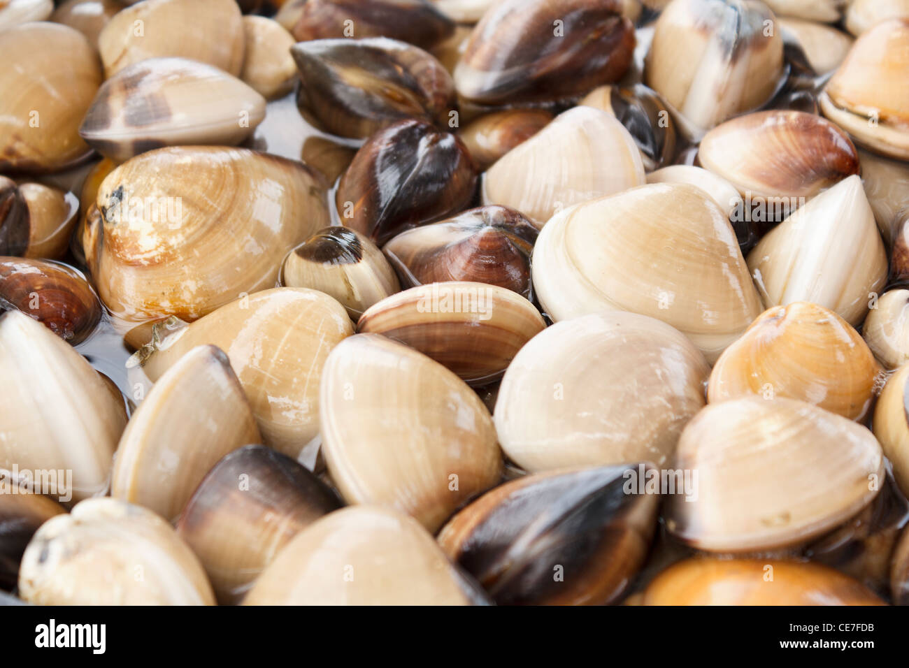 Clams In Water