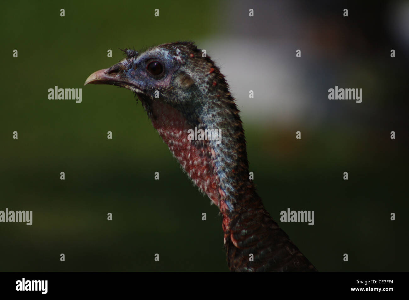 Closeup View of Wild Turkey Head Funny Stock Photo - Alamy