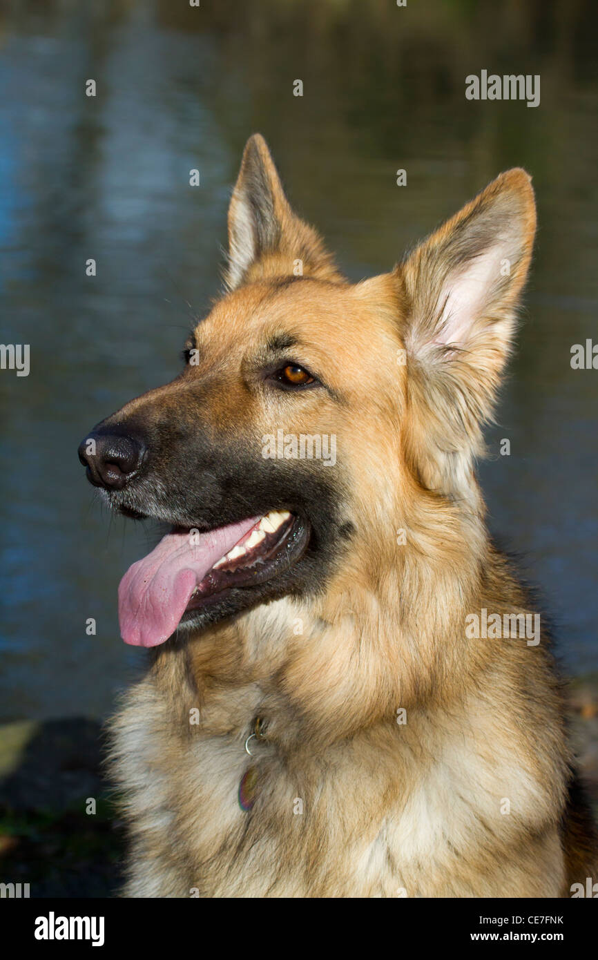German Shepherd dog head and shoulders portrait Stock Photo - Alamy