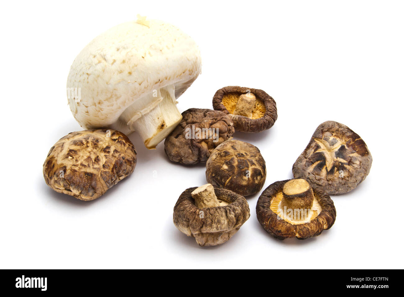 Mushroom herbs Cut Out Stock Images & Pictures - Alamy