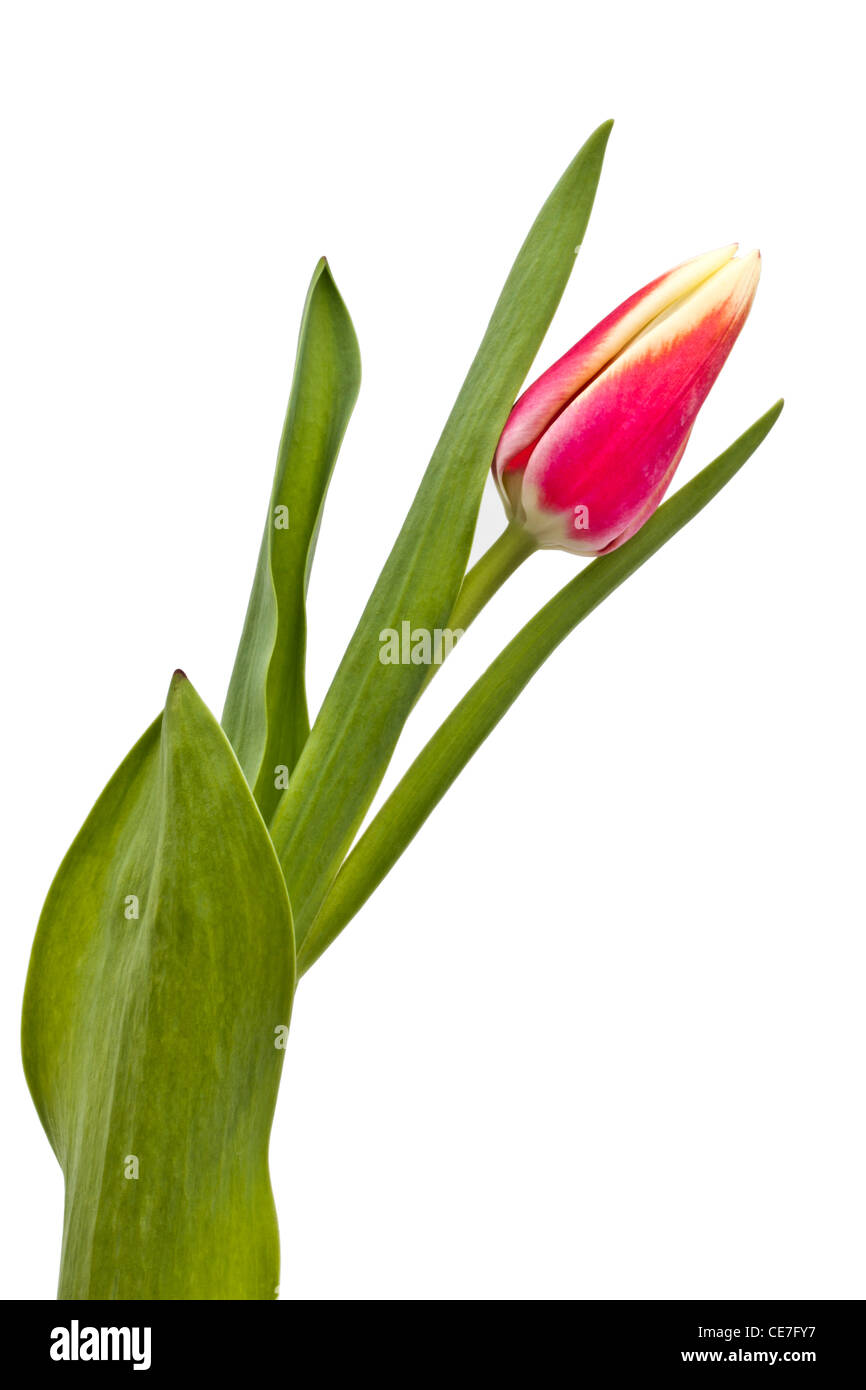 Red tulip bouquet spring Cut Out Stock Images & Pictures - Alamy
