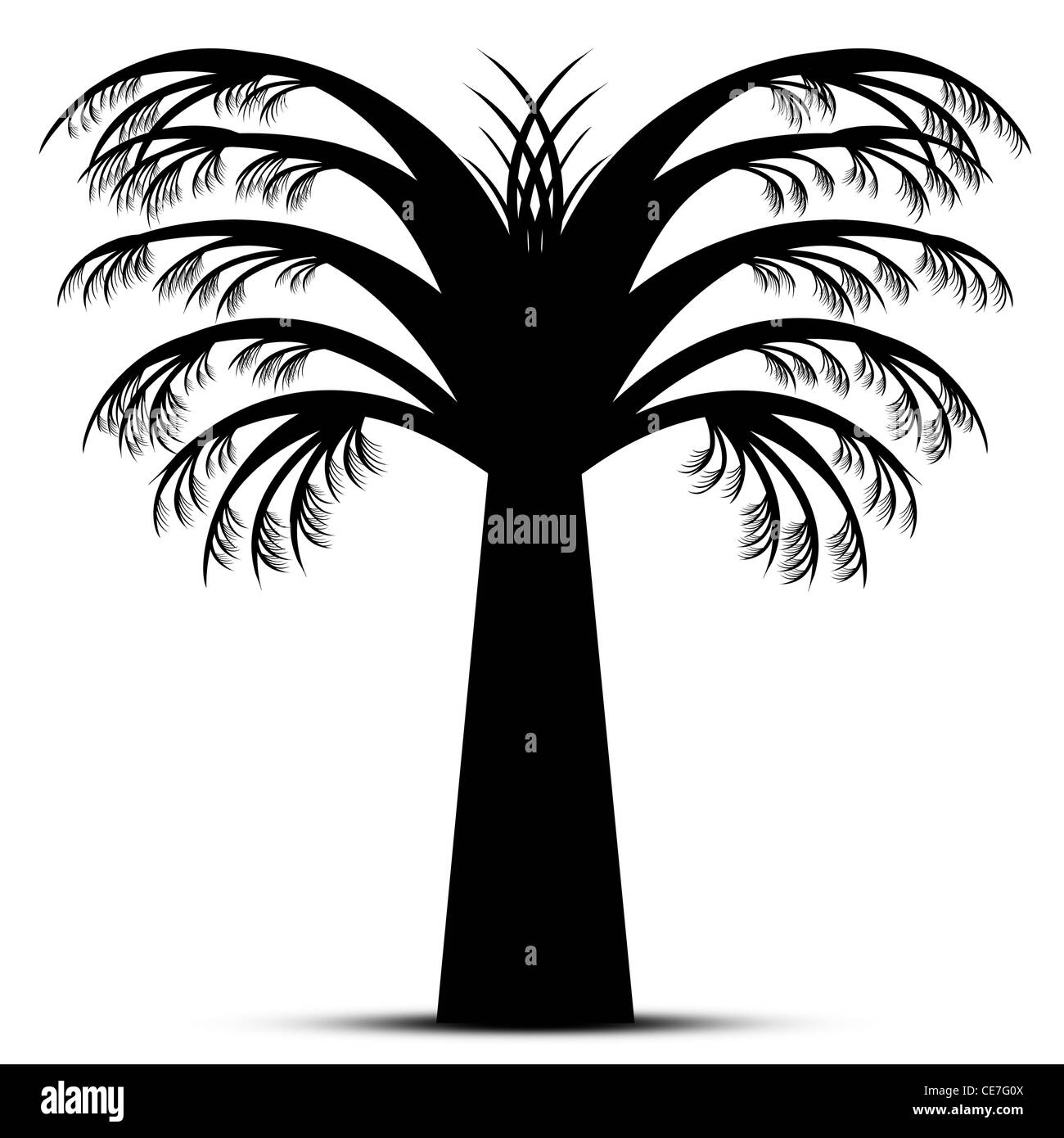 Palm tree branch on white Black and White Stock Photos & Images - Alamy