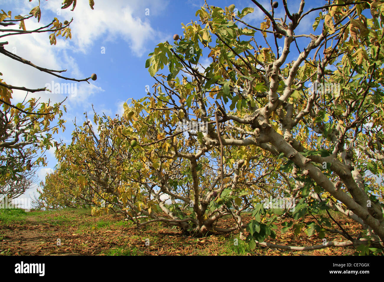 Haruvit hi-res stock photography and images - Alamy