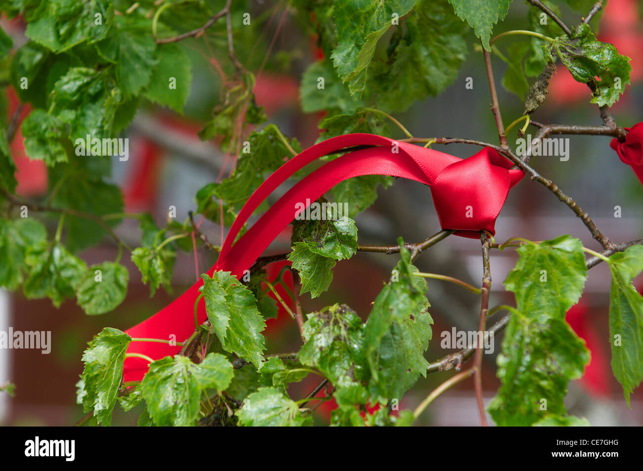 Prayer ribbons tied on a Wishing tree in The Dunedin Chinese Garden New ...