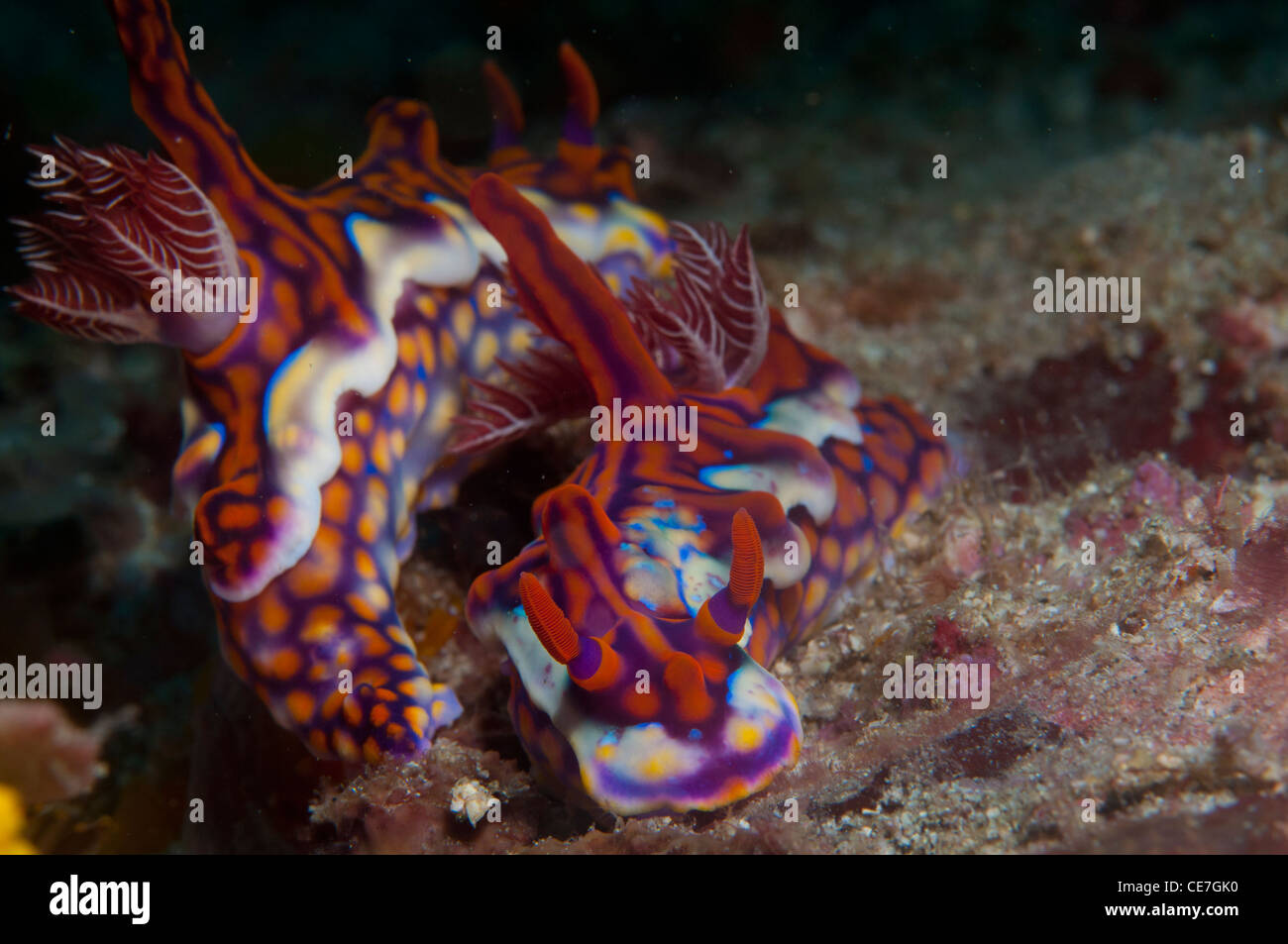 A pair of Magnificent Ceratosoma Nudibranch at Cannibal Rock, Horse ...