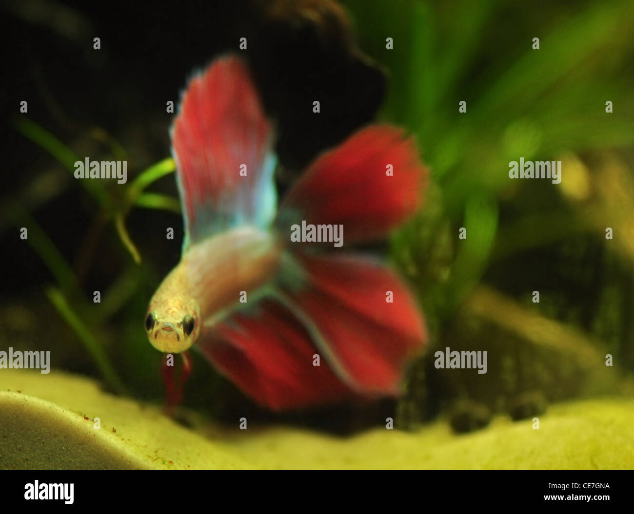 Siamese Fighter Betta Stock Photos & Siamese Fighter Betta Stock Images ...