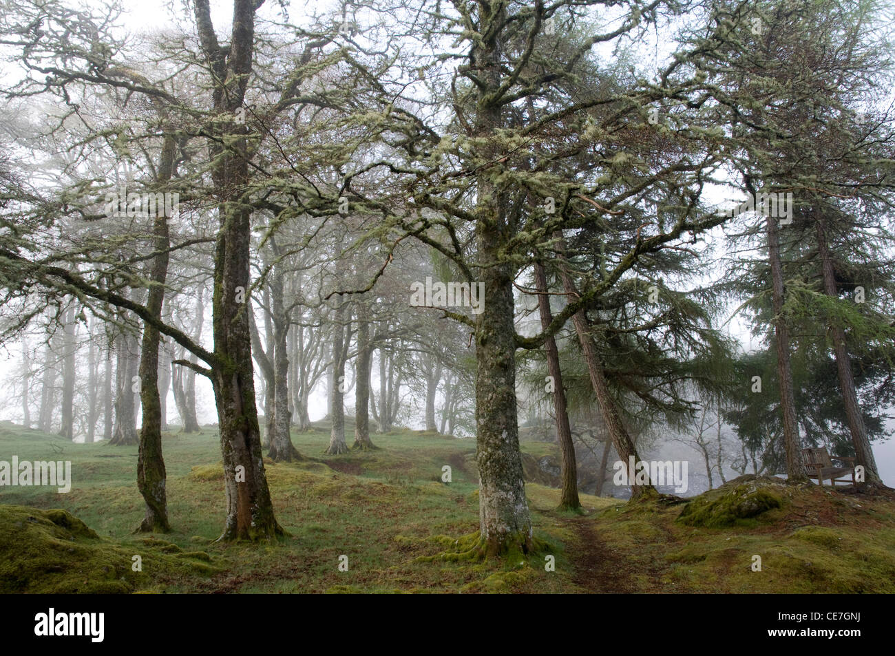 Misty woodland, Sutherland, Scotland, UK Stock Photo - Alamy
