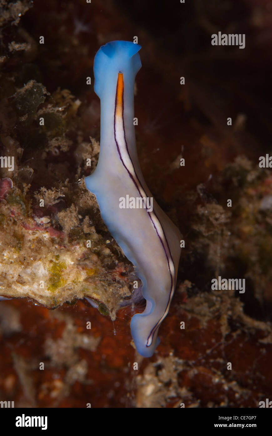 A Blue flatworm ( Racing Stripe Nudibranch, Pseudoceros Bifurcus ...