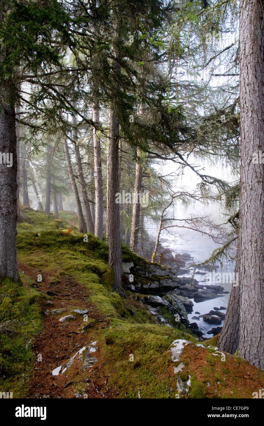 Misty woodland and riverbank, River Cassley, Sutherland, Scotland, UK ...
