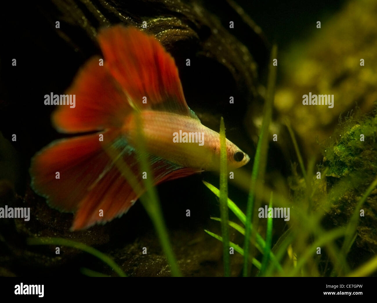 Betta splendens in aquarium hi-res stock photography and images - Alamy