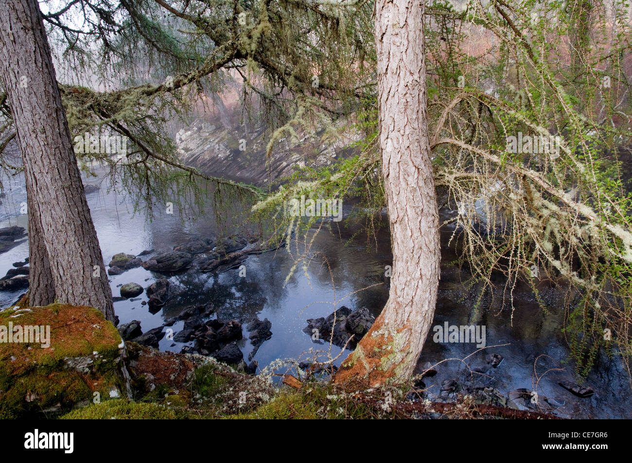 Woodland and riverbank scenery, River Cassley, Sutherland, Scotland, UK ...