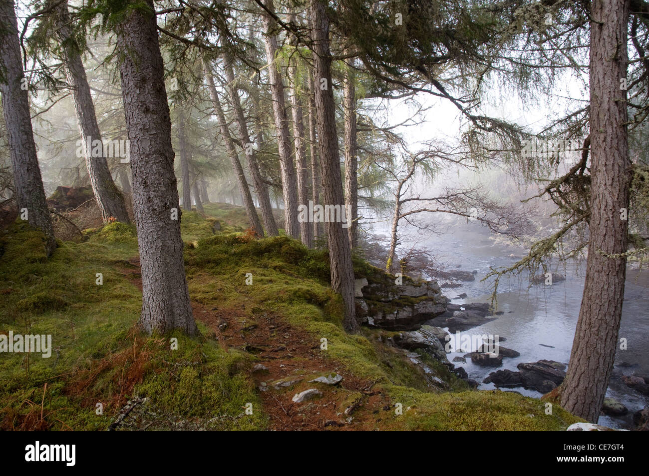 Woodland and riverbank scenery, River Cassley, Sutherland, Scotland, UK ...