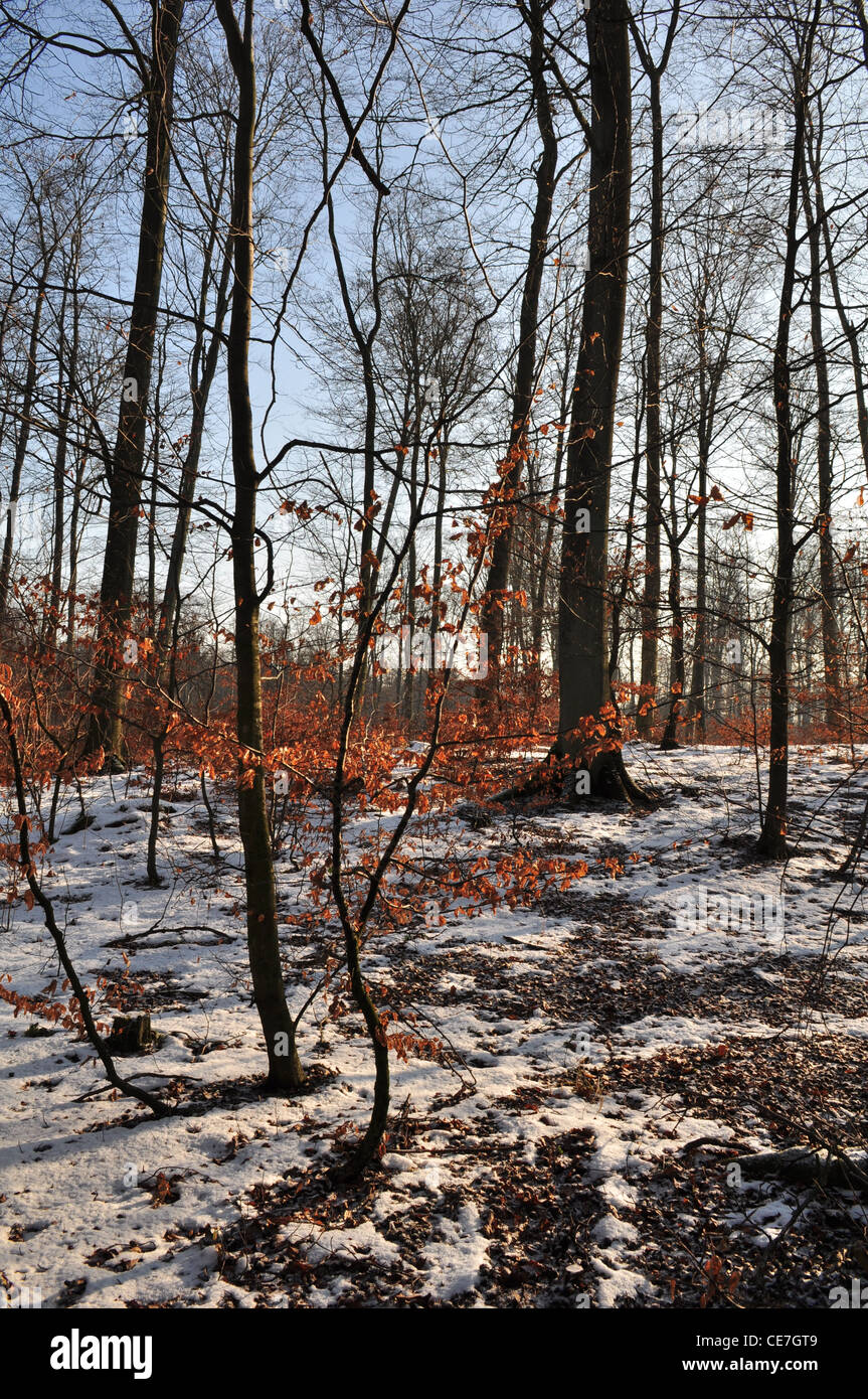 beech forest in winter Stock Photo - Alamy