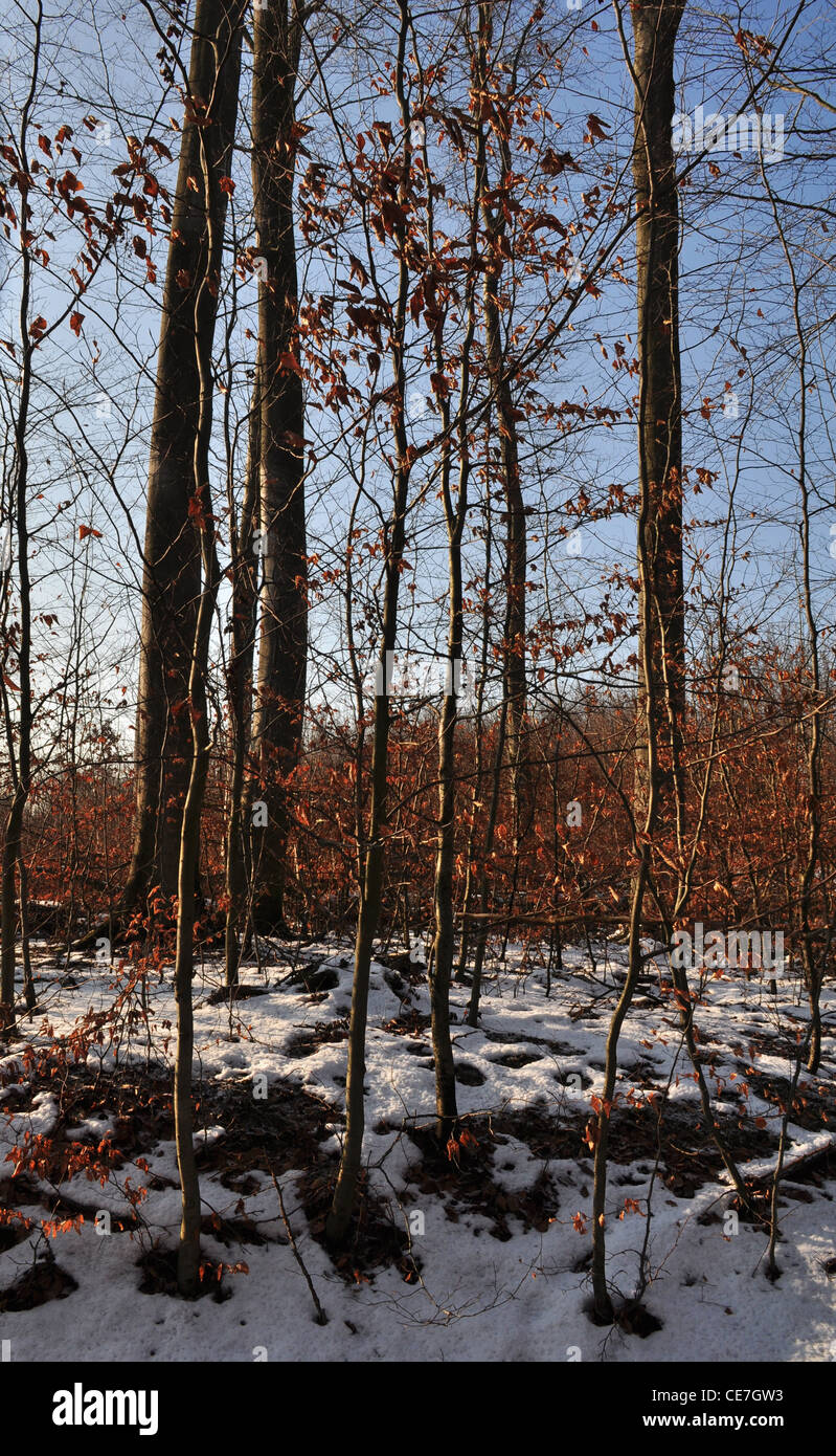 beech forest in winter Stock Photo - Alamy