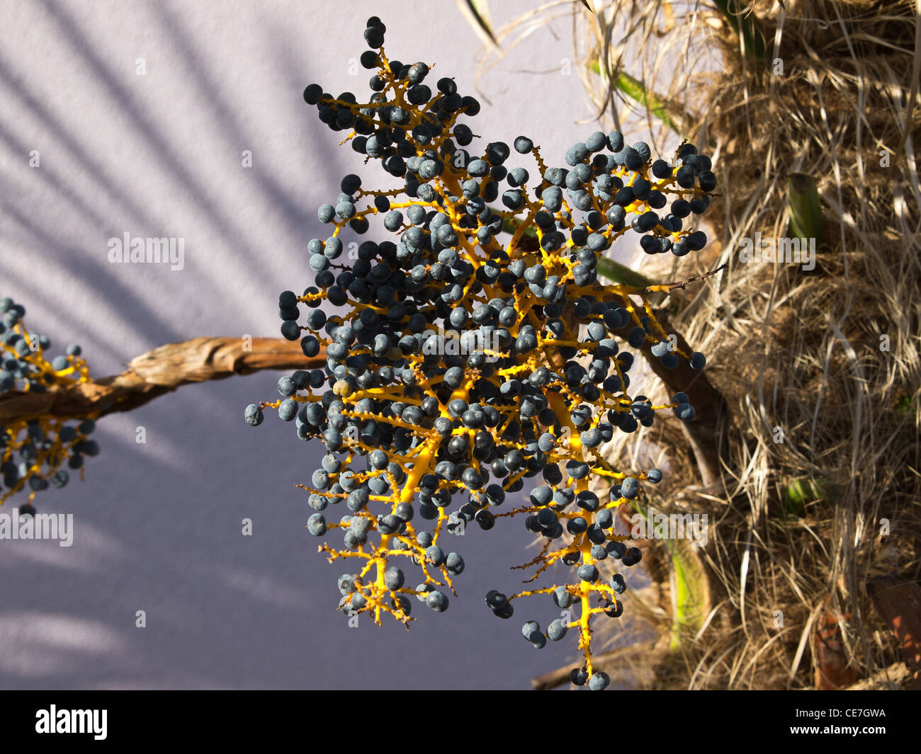 Palm tree seeds hi-res stock photography and images - Alamy