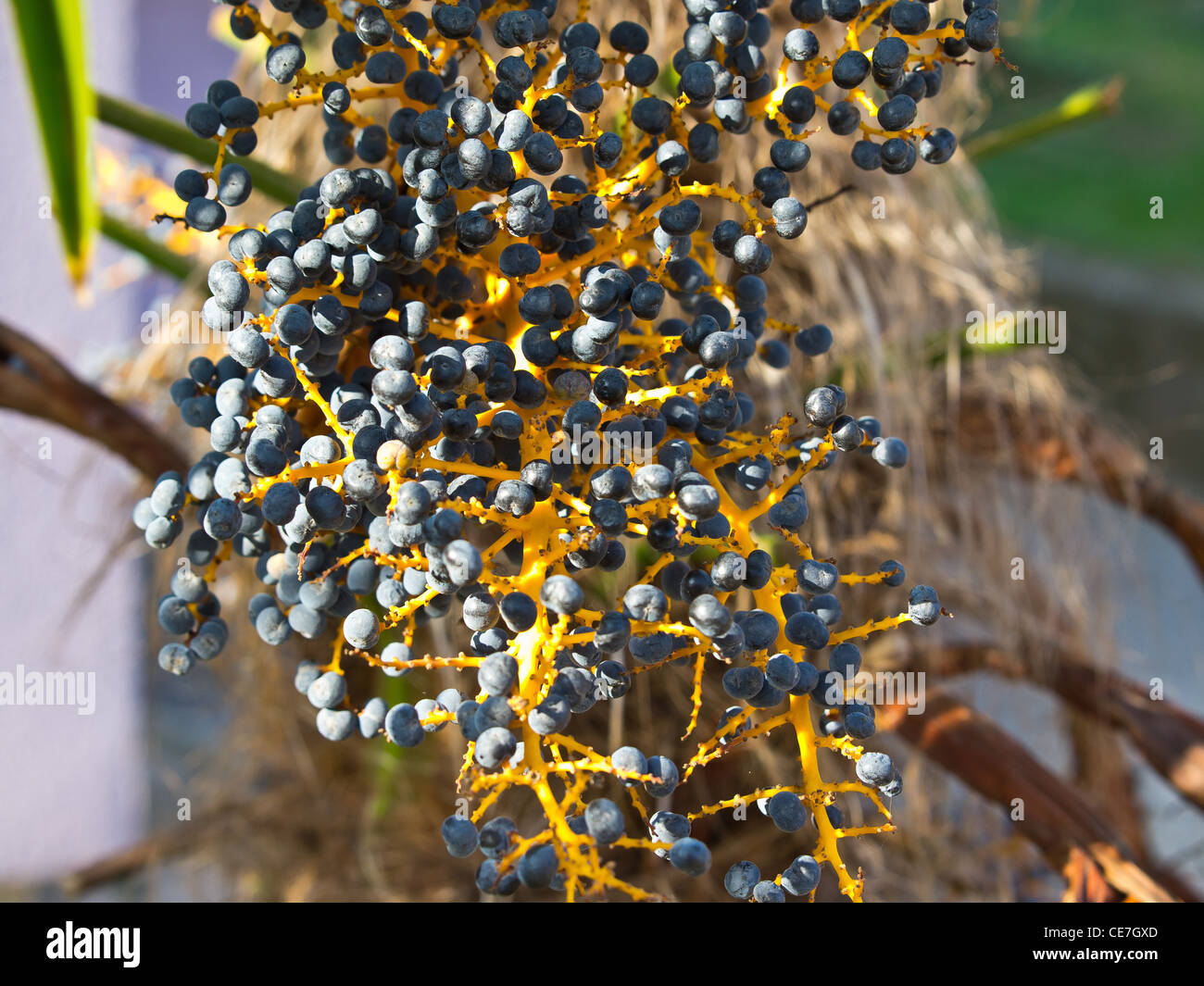 Palm tree seeds hi-res stock photography and images - Alamy