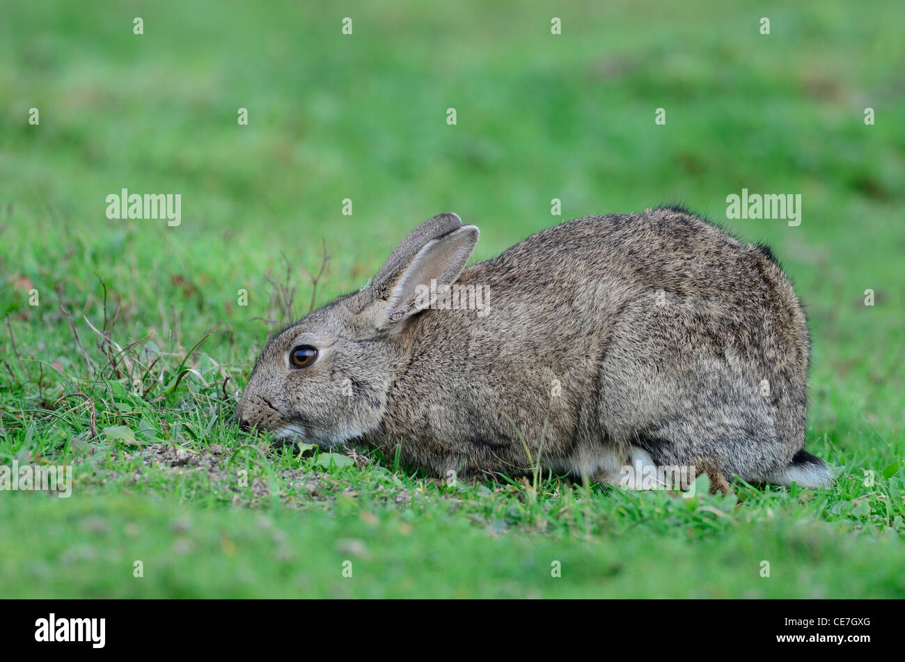 European rabbit grazing Stock Photo - Alamy