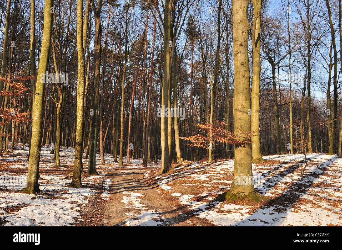 beech forest in winter Stock Photo - Alamy