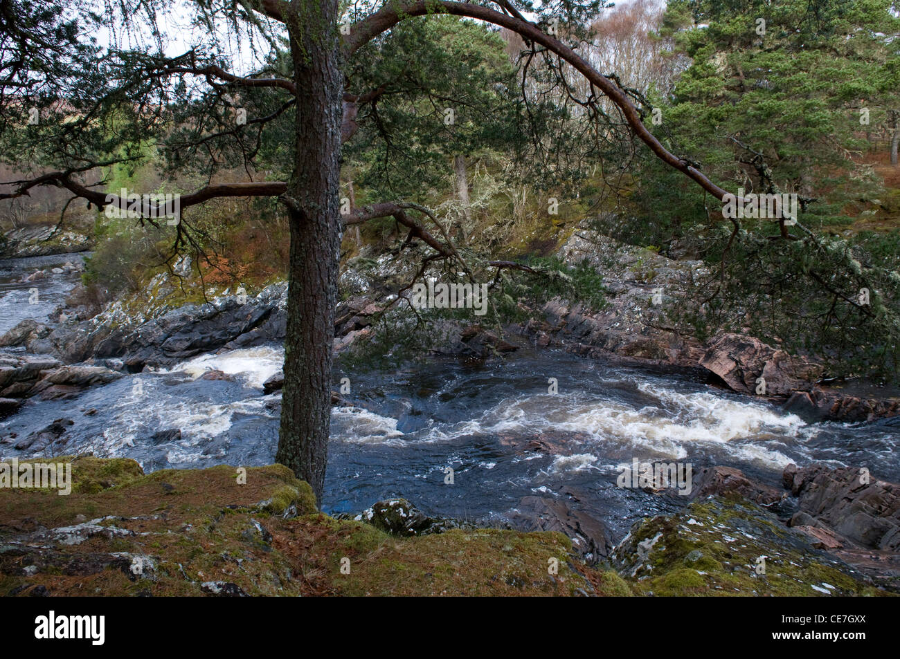 Woodland and riverbank scenery, River Cassley, Sutherland, Scotland, UK ...