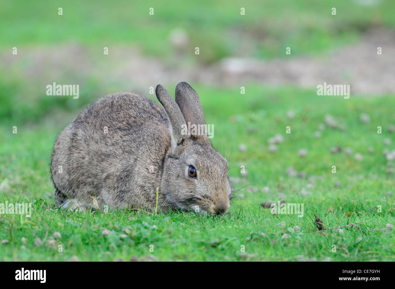European rabbit, grazing Stock Photo - Alamy