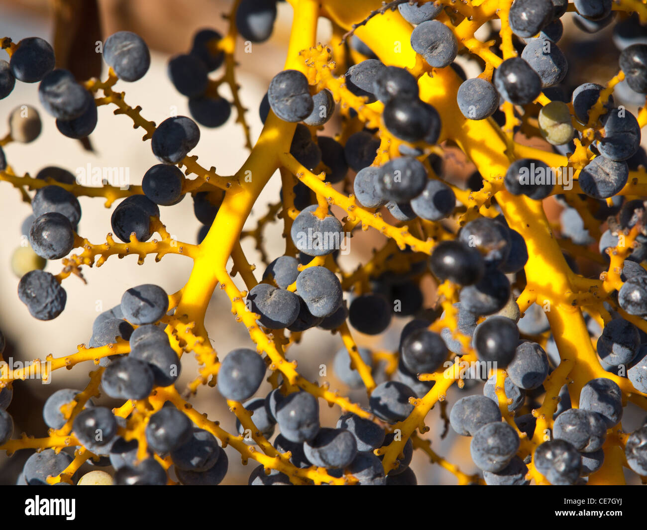 Black palm hi-res stock photography and images - Alamy