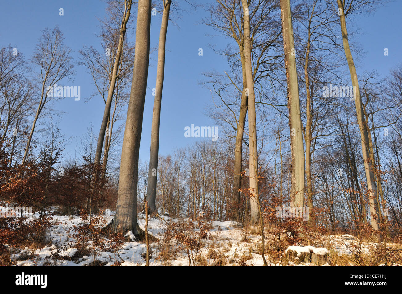 beech forest in winter Stock Photo - Alamy