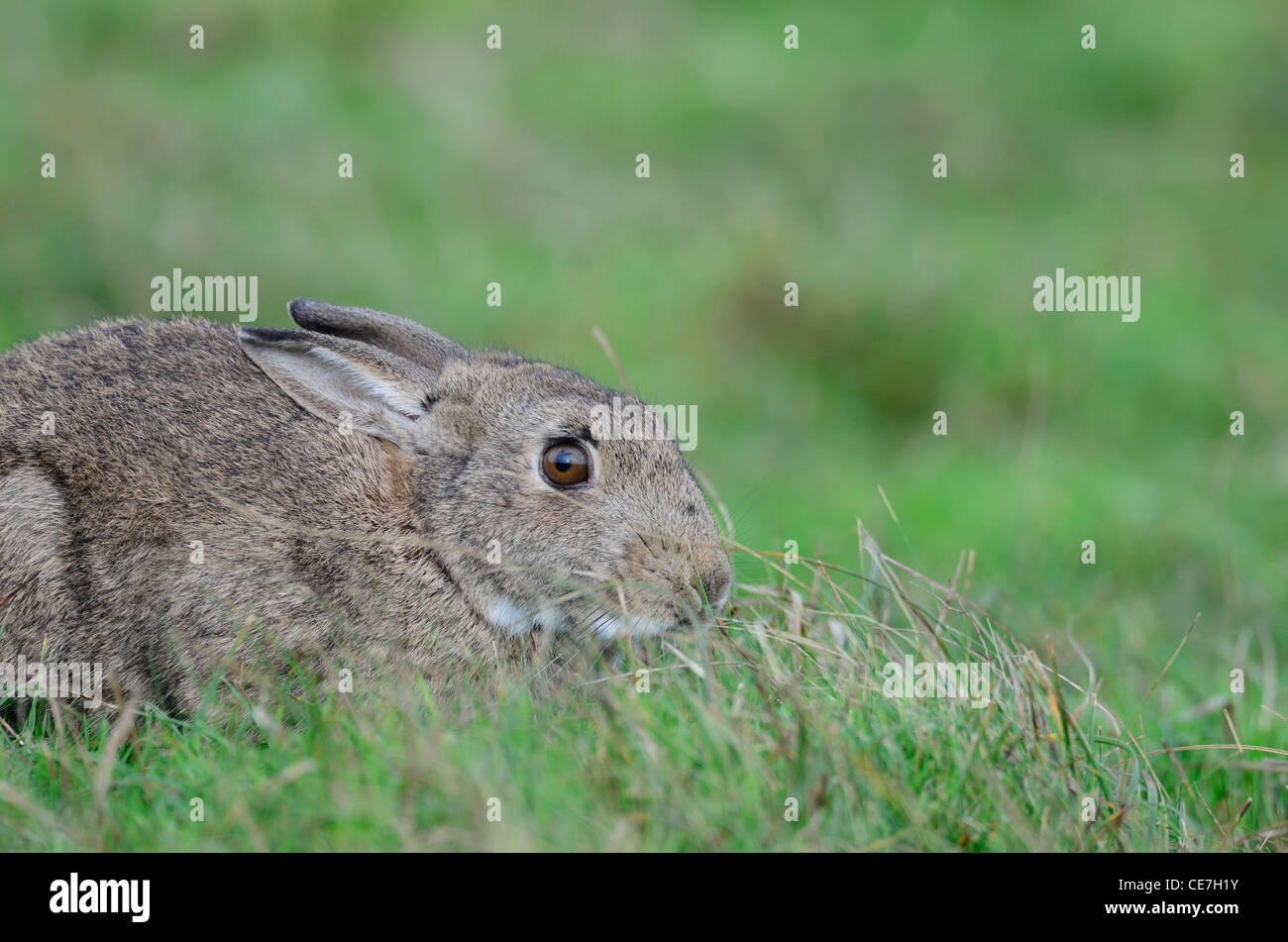 European rabbits hi-res stock photography and images - Alamy