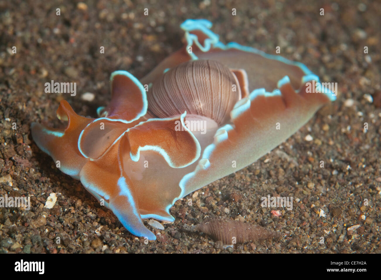 A Brown-lined paper bubble crawling down the sand at Torpedo Alley in ...