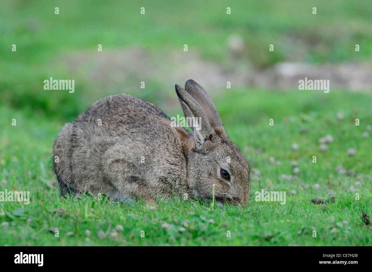 European rabbit grazing on grass Stock Photo - Alamy