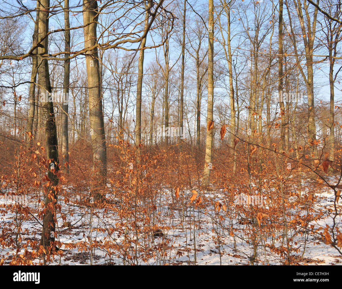 beech forest in winter Stock Photo - Alamy