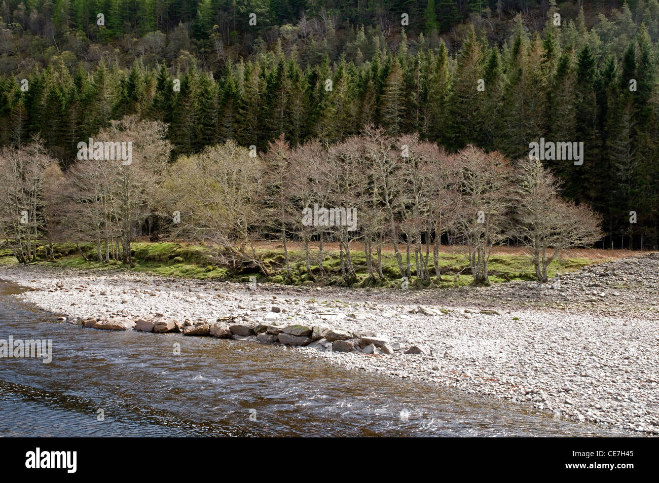 Trees and riverbank along The River Oykel, Sutherland, Scotland, UK ...