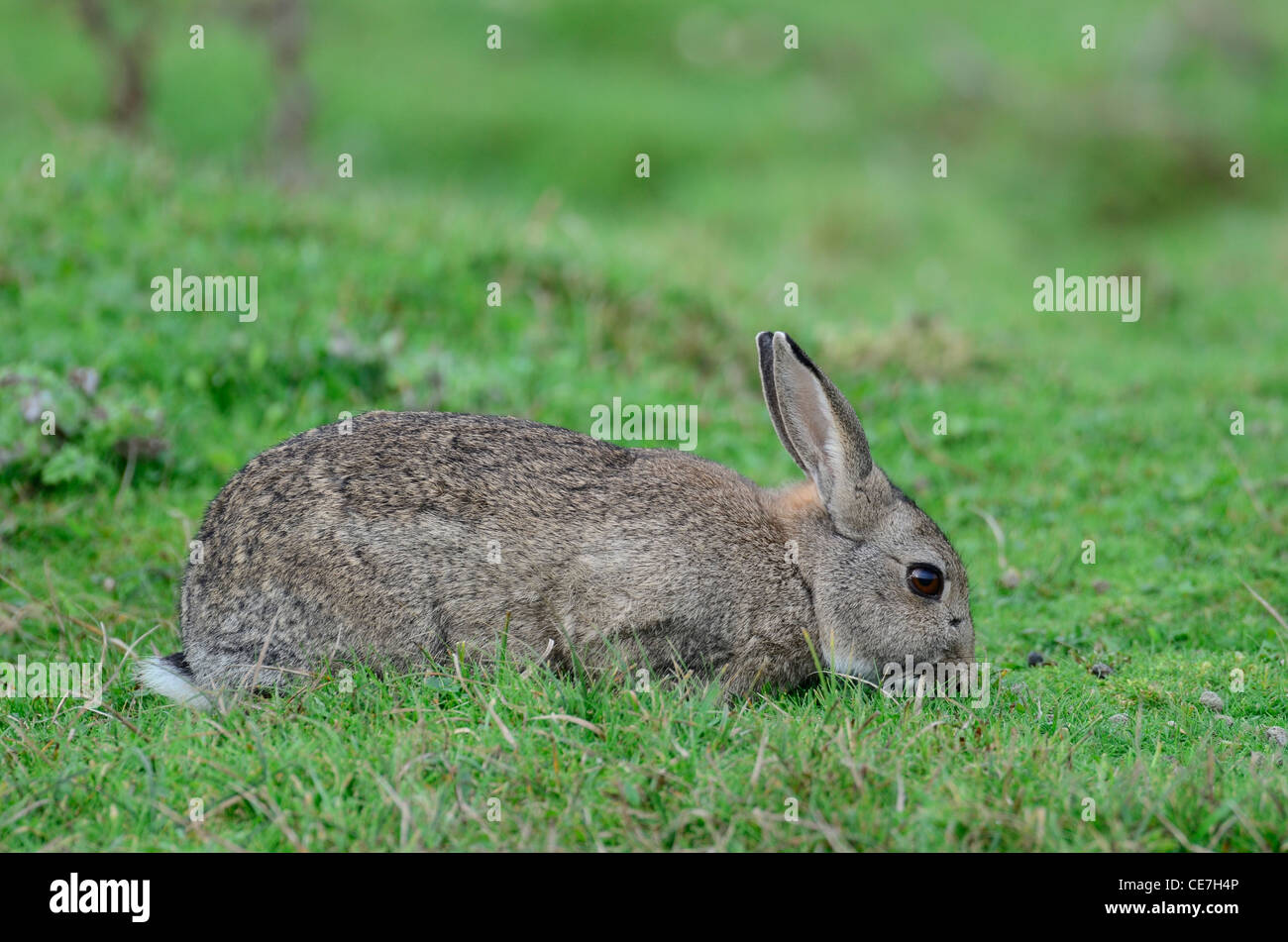 Rabbit munching hi-res stock photography and images - Alamy